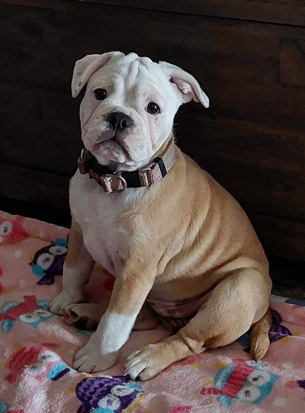 Pups For Sale – Miniature Australian Bulldog Register
