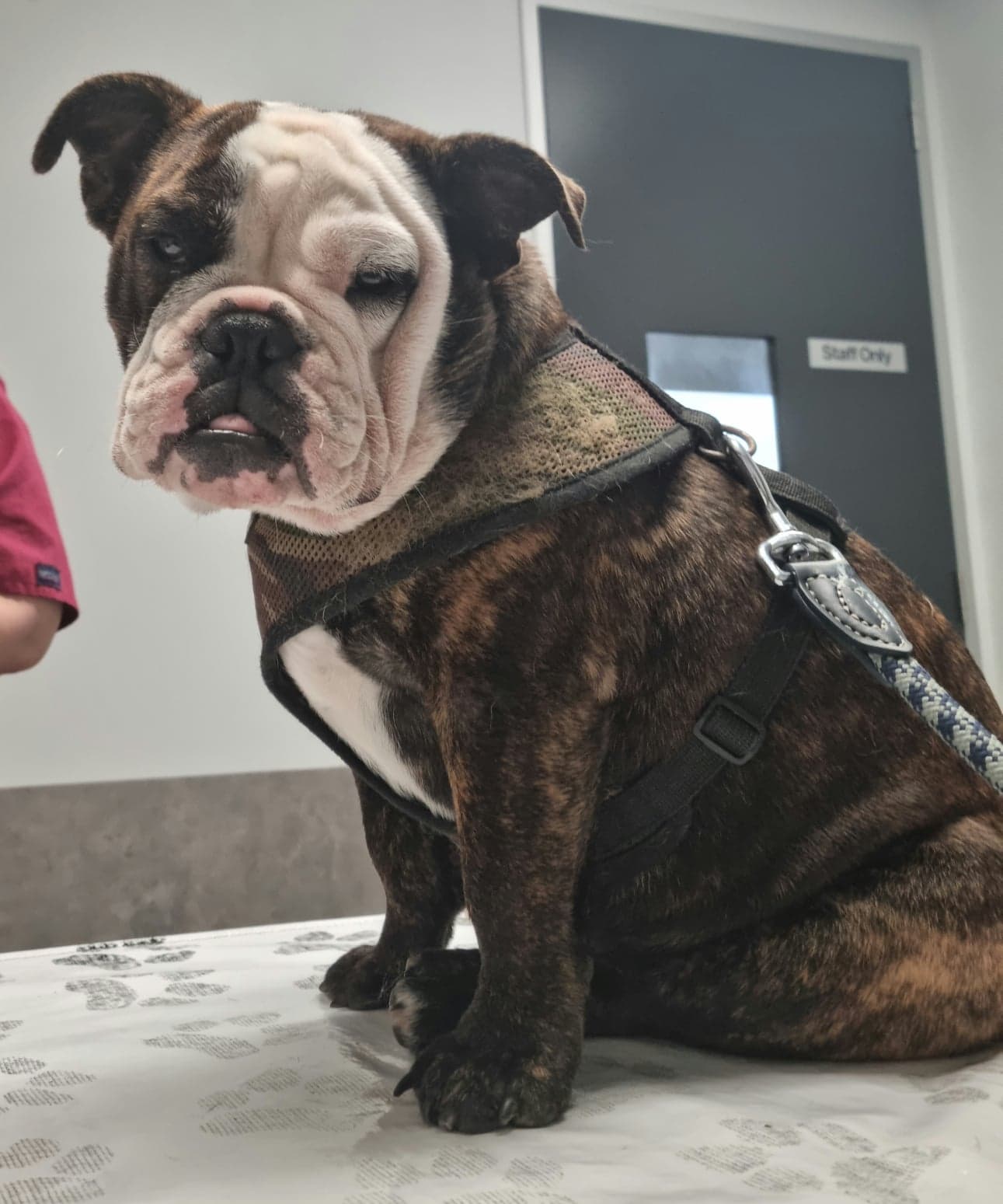 Pups For Sale – Miniature Australian Bulldog Register